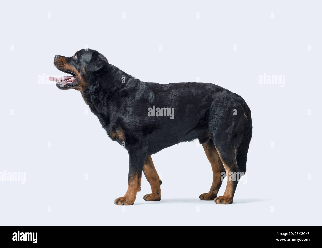 Beautiful healthy Rottweiler standing and looking away, side view, dog ...