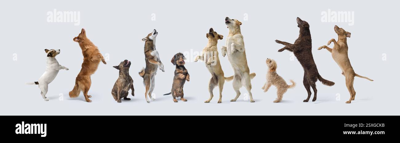 Healthy dogs jumping, playing and standing on their hind legs, white ...