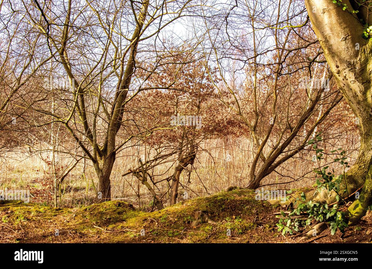 Dundee, Tayside, Scotland, UK. 24th Feb, 2025. UK Weather: Bright and ...