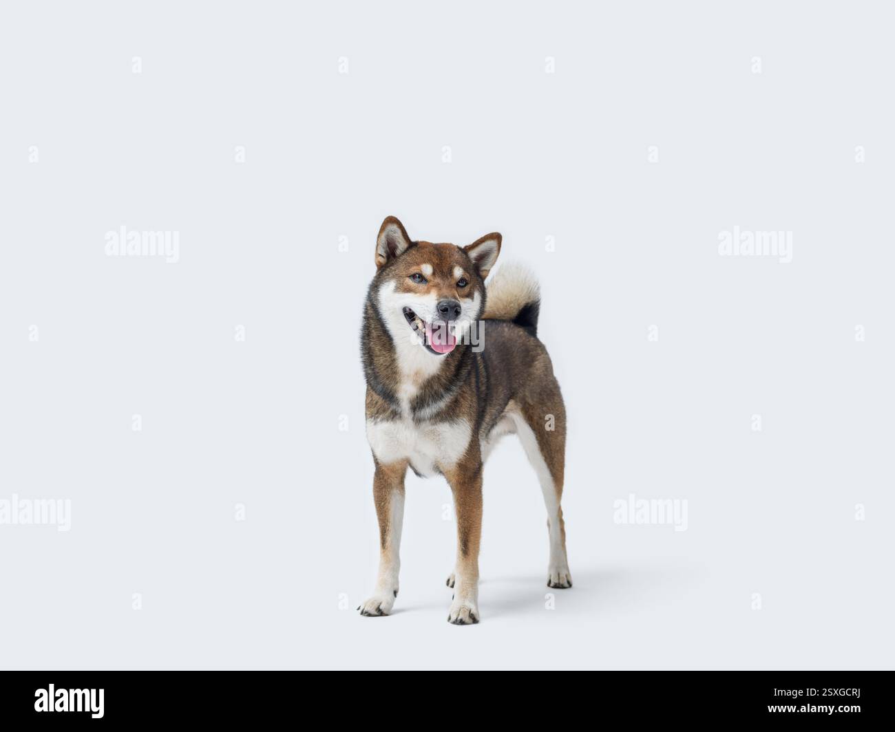 Happy dog standing on white background, Shiba Inu dog breed Stock Photo ...