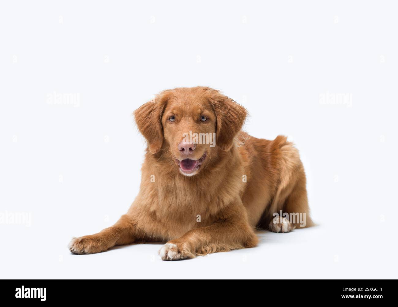 Beautiful Nova Scotia Duck Tolling Retriever lying down and looking at ...