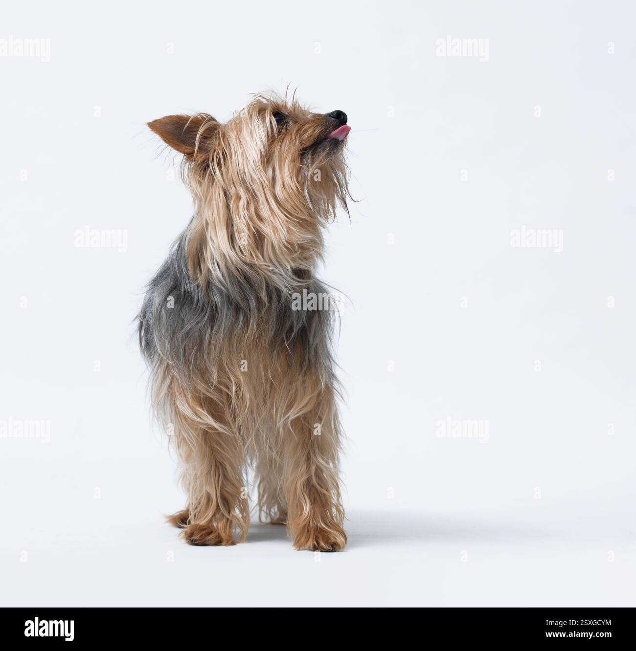Portrait of a senior female Yorkshire Terrier dog front view, isolated ...