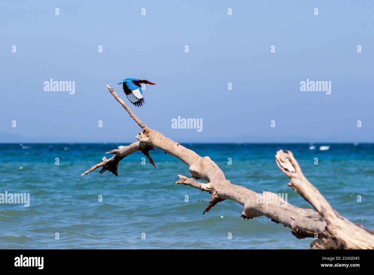 Havelock island bird hi-res stock photography and images - Alamy