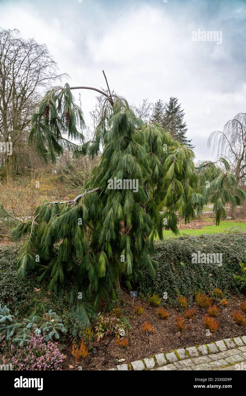 Pinus pendula hi-res stock photography and images - Alamy