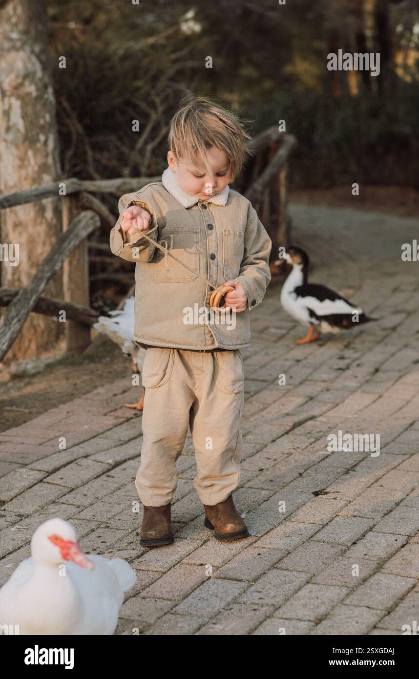 Boys feed geese with bagels on a farm, laughing as the birds eagerly ...