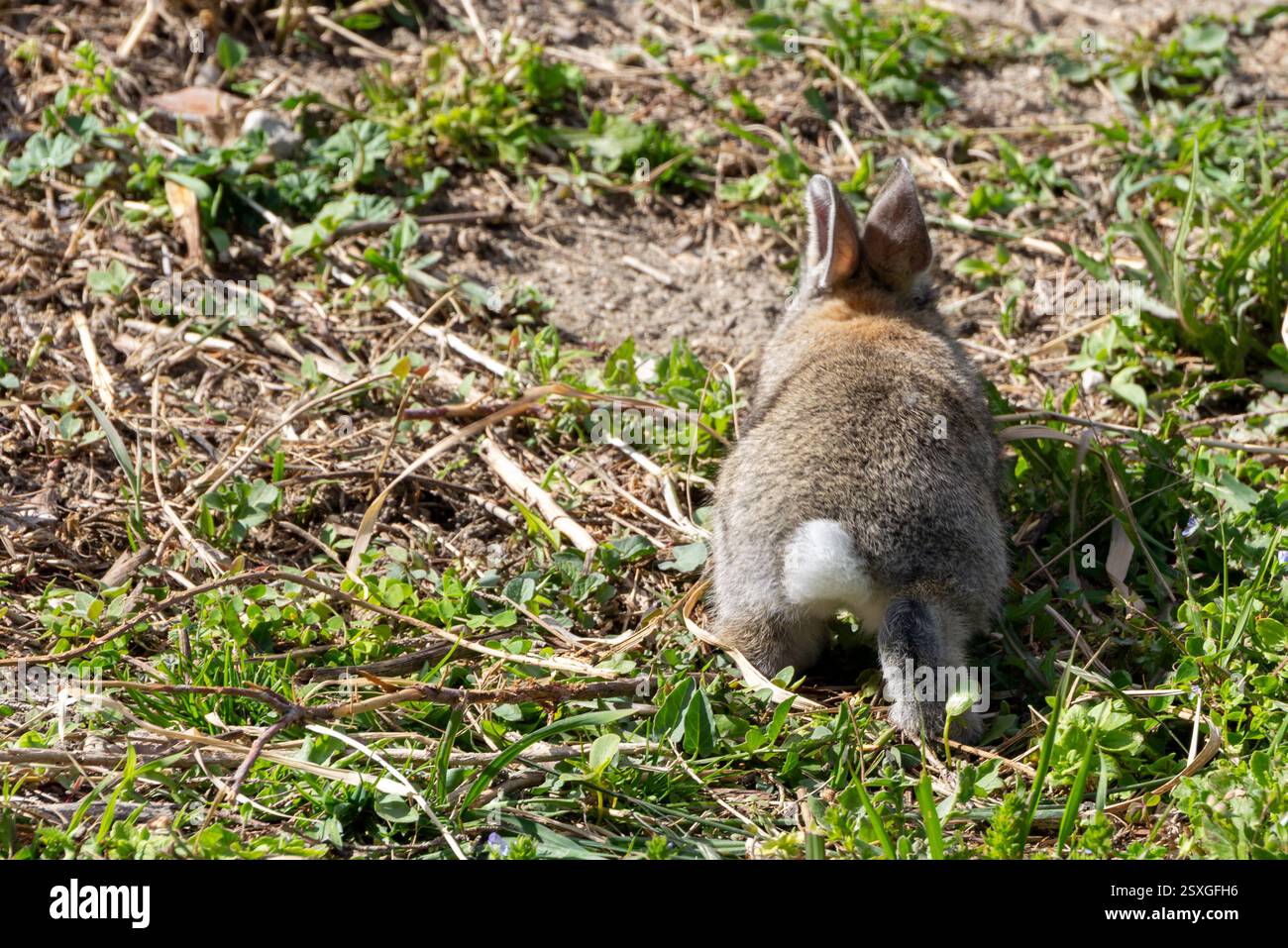 Furry Bunny Walking Away, Rear View Stock Photo - Alamy
