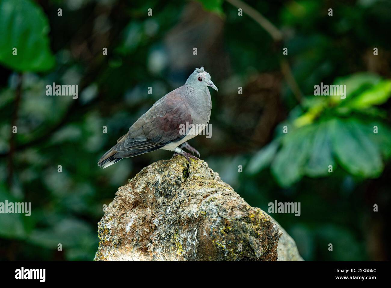 Madagascar Turtle-Dove, (Nesoenas picturata) stands in the stone Stock ...