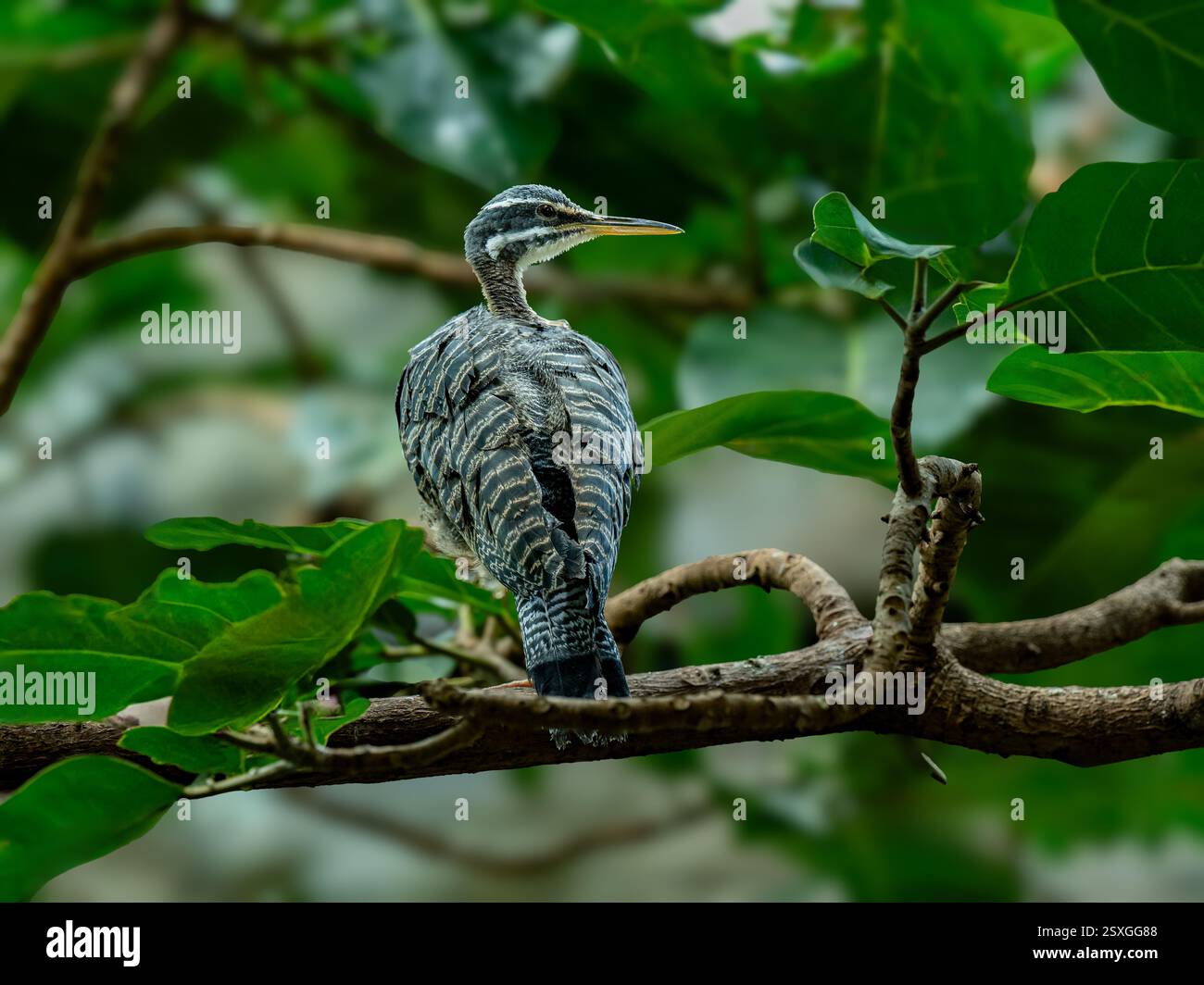 Sunbittern (Eurypyga helias) adult photographed from below sitting on a tree Stock Photo - Alamy