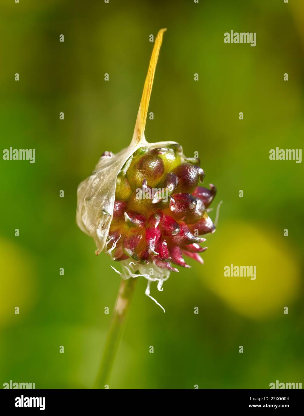 Wild Garlic (Allium vineale) umbel with bulbils in close-up Stock Photo ...