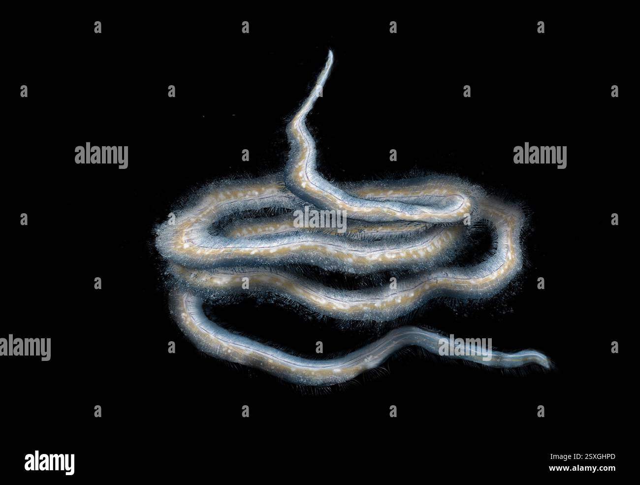Siphonophore woolly creature of the deep sea, long ocean animal with ...