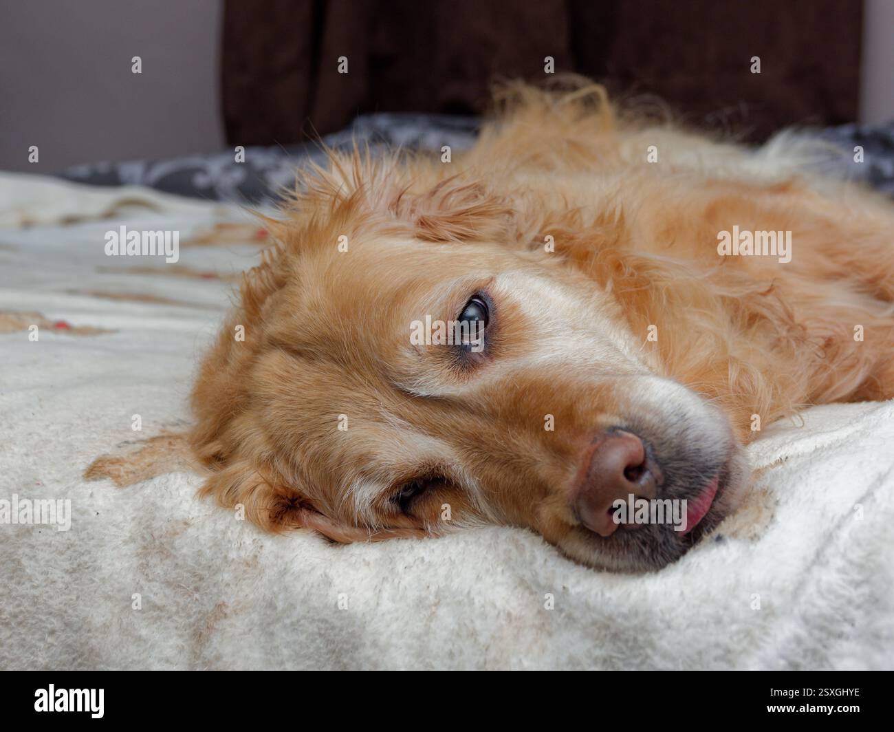 Golden retriever resting comfortably on hi-res stock photography and ...