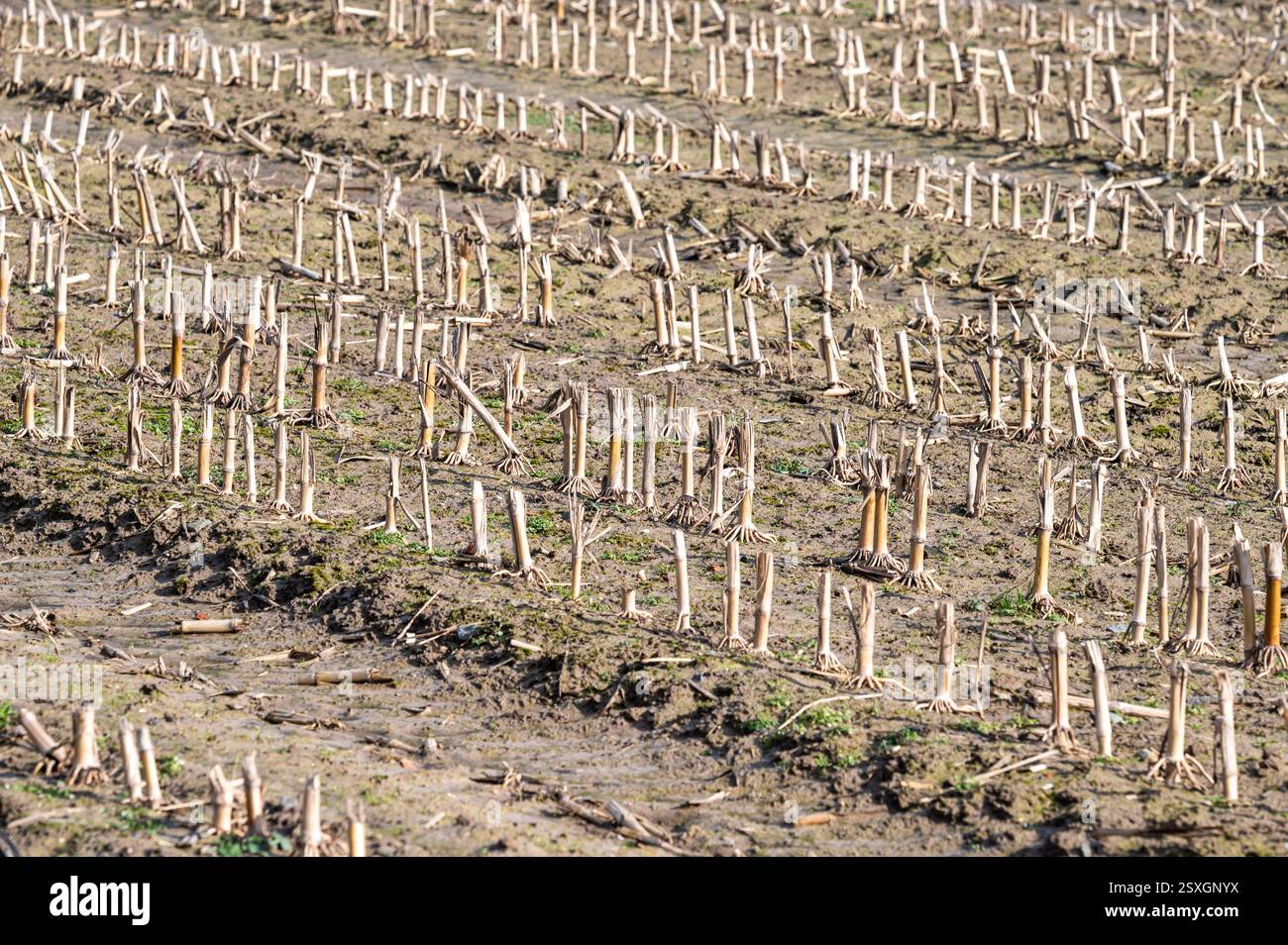 Close up of harvested corn field stumps and clay mud at the Flemish ...