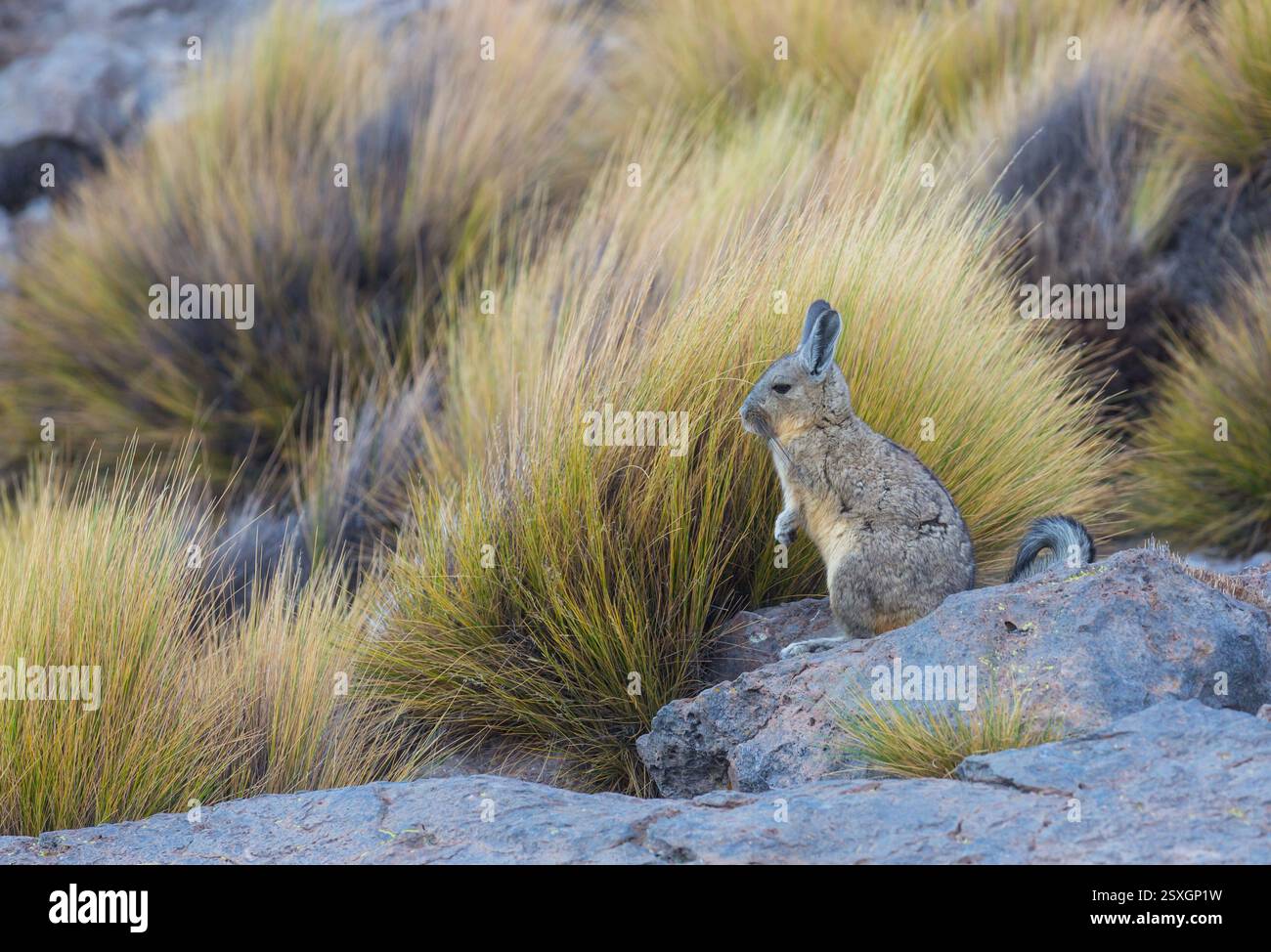 Wild Chinchilla in Altiplano, Northern Chile, South America Stock Photo ...