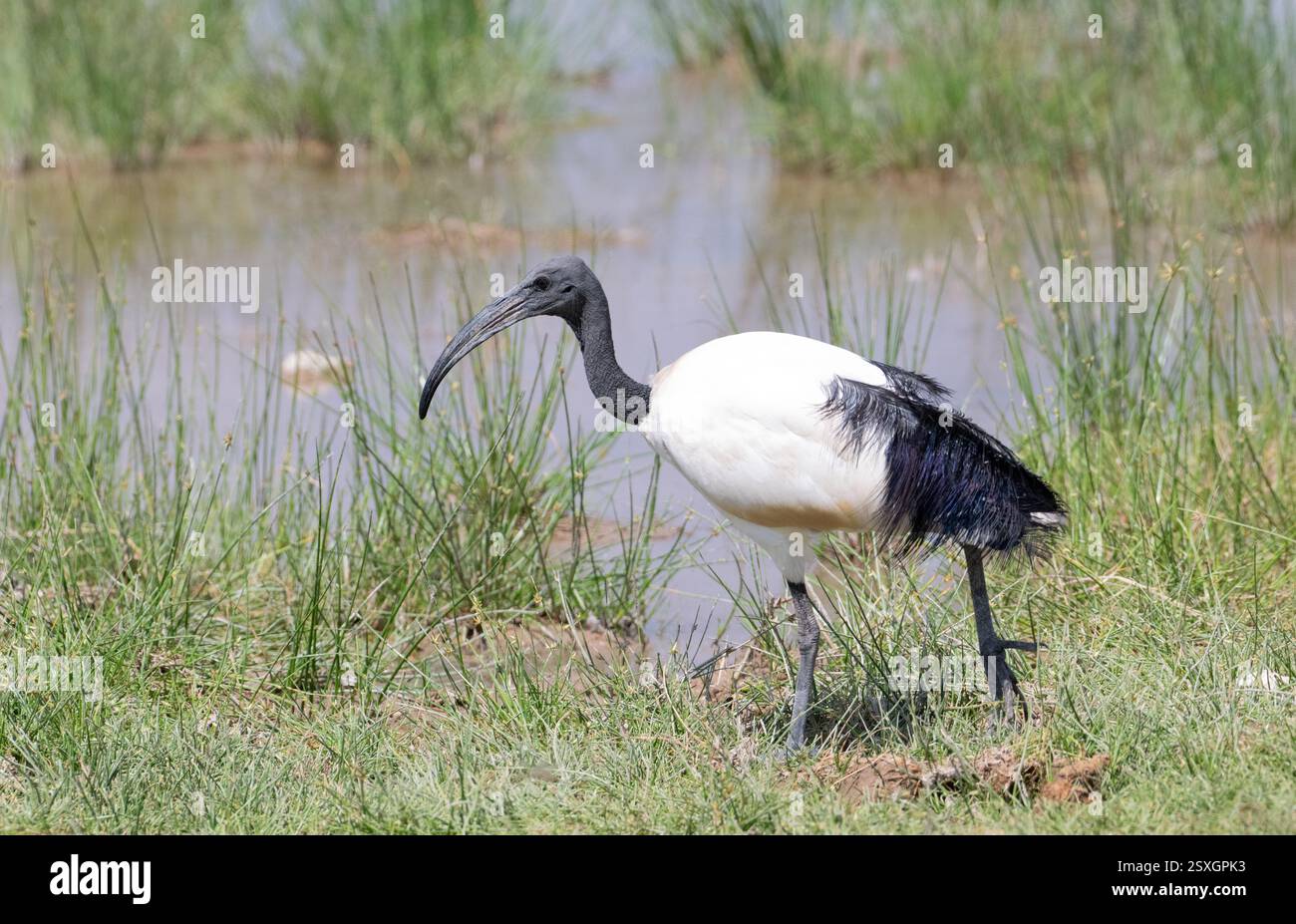 African sacred ibis (Threskiornis aethiopicus), adult foraging for food ...
