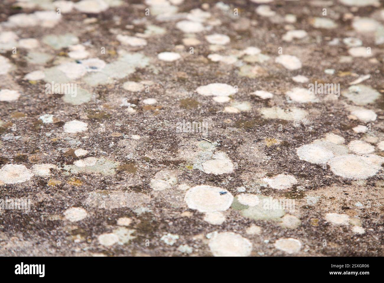This is a closeup view of a concrete surface that has white spots on it ...