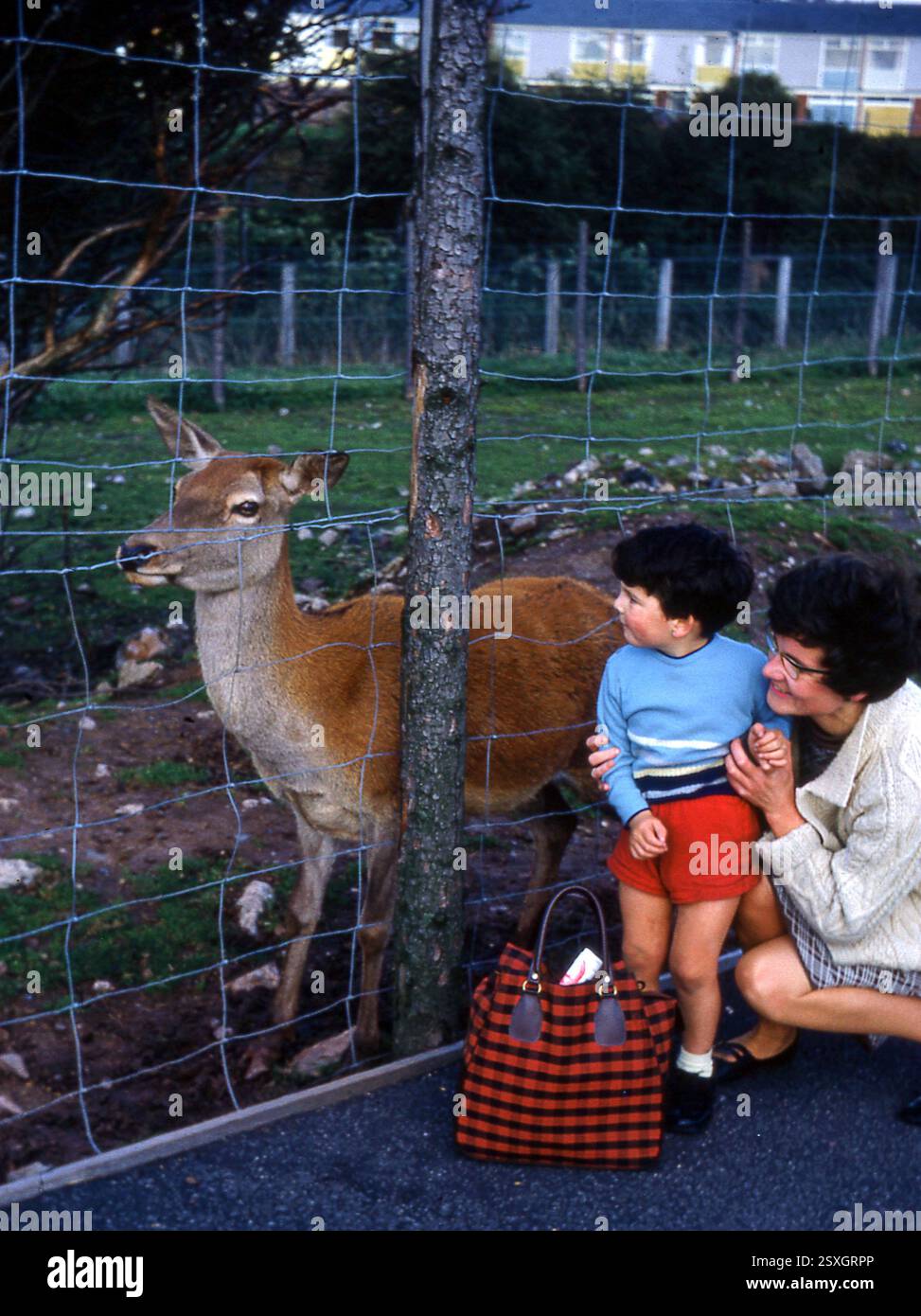 Mother and child with deer, at Coventry Zoo, 1967 Stock Photo - Alamy