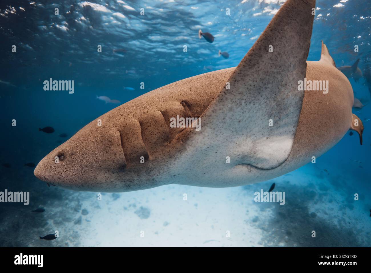 Nurse shark swim close up underwater in blue ocean in Maldives Stock ...