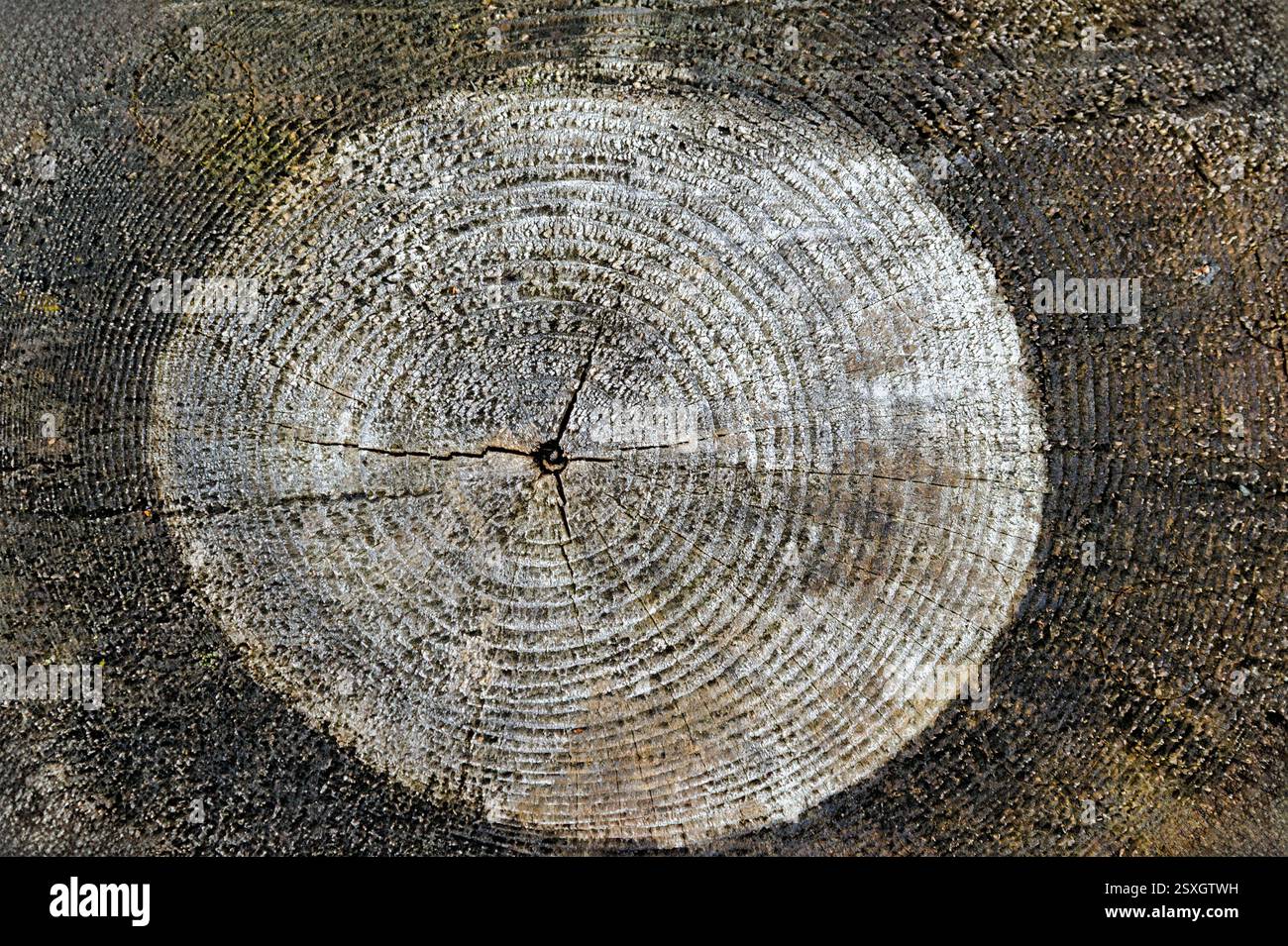 The focus is on a tree stump showcasing distinct growth rings, cracks ...