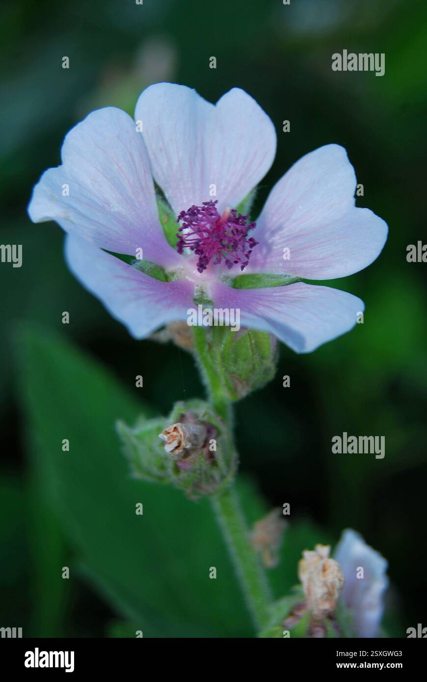 Close-up detail of flower of Althaea officinalis Stock Photo - Alamy