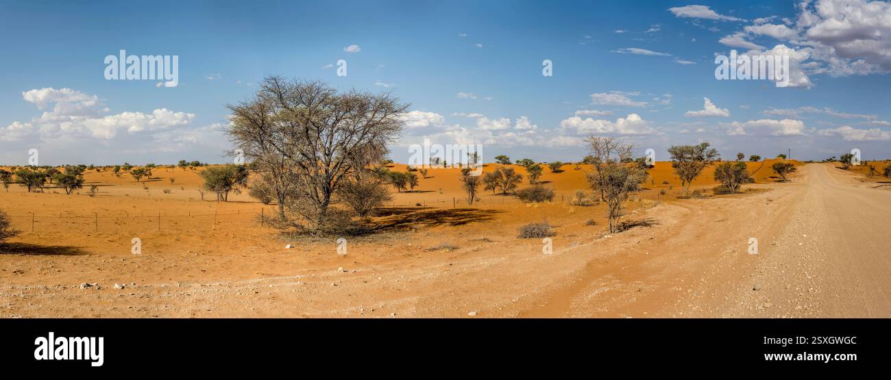 landscape with red sand dunes and C21 dirt road in Kalahari green ...