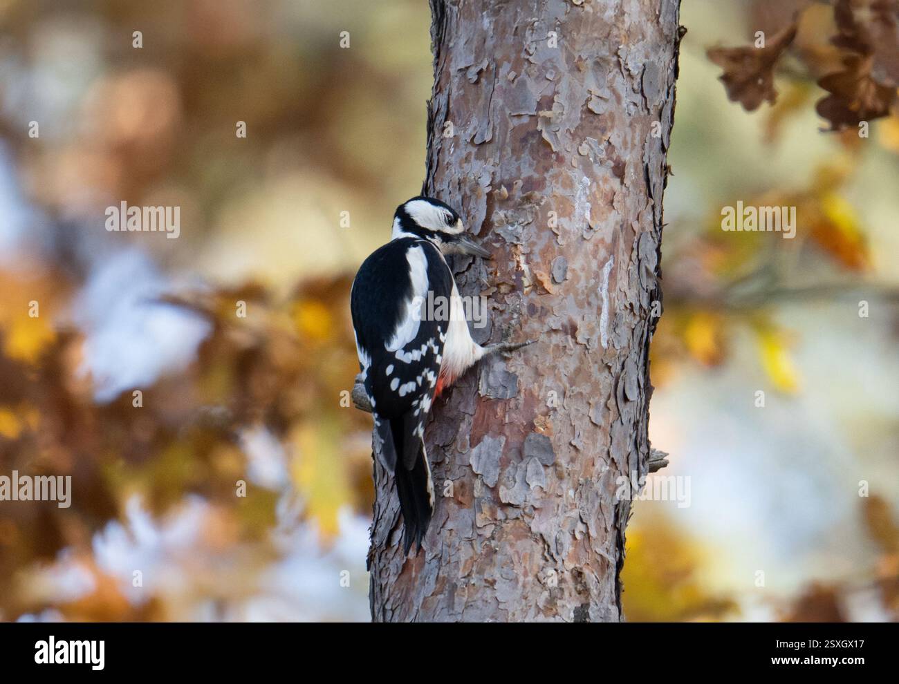 Bark showcases hi-res stock photography and images - Alamy