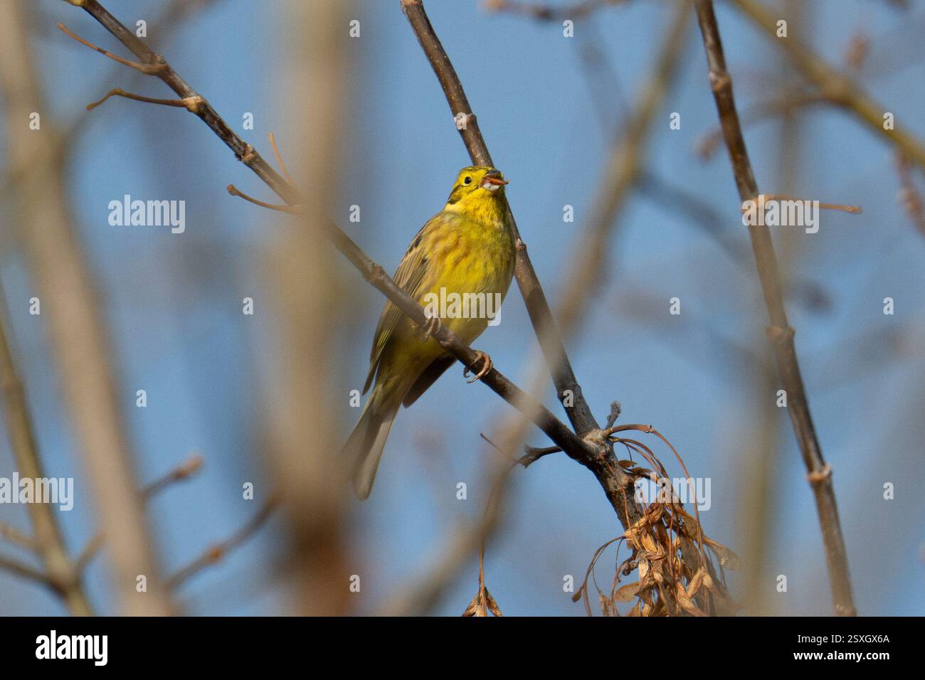 Yellowhammer On Tree Is A Common Sight Stock Photo - Alamy