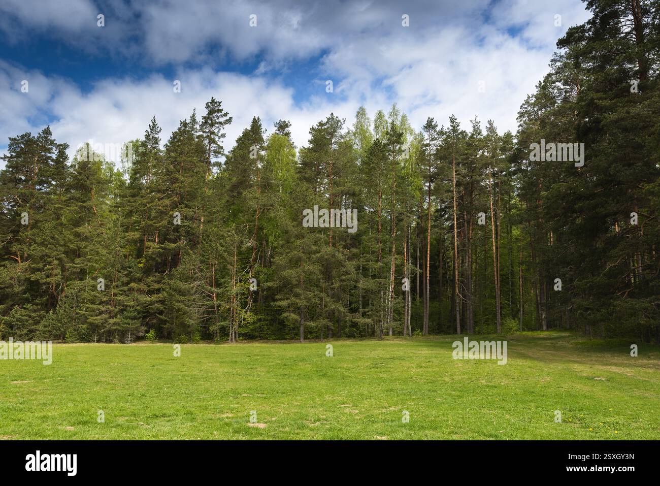 A lush forest of towering green trees standing beside a green grassy ...