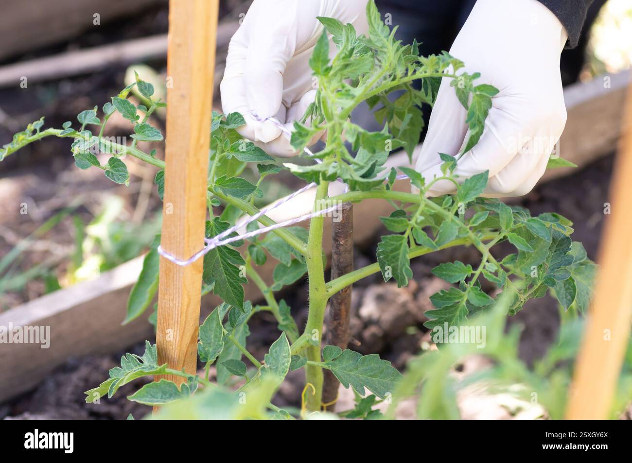 caring for vegetables in the garden, the farmer works with a pruner ...