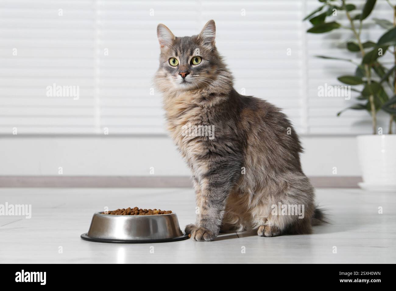 Cute cat near feeding bowl with dry pet food at home Stock Photo - Alamy