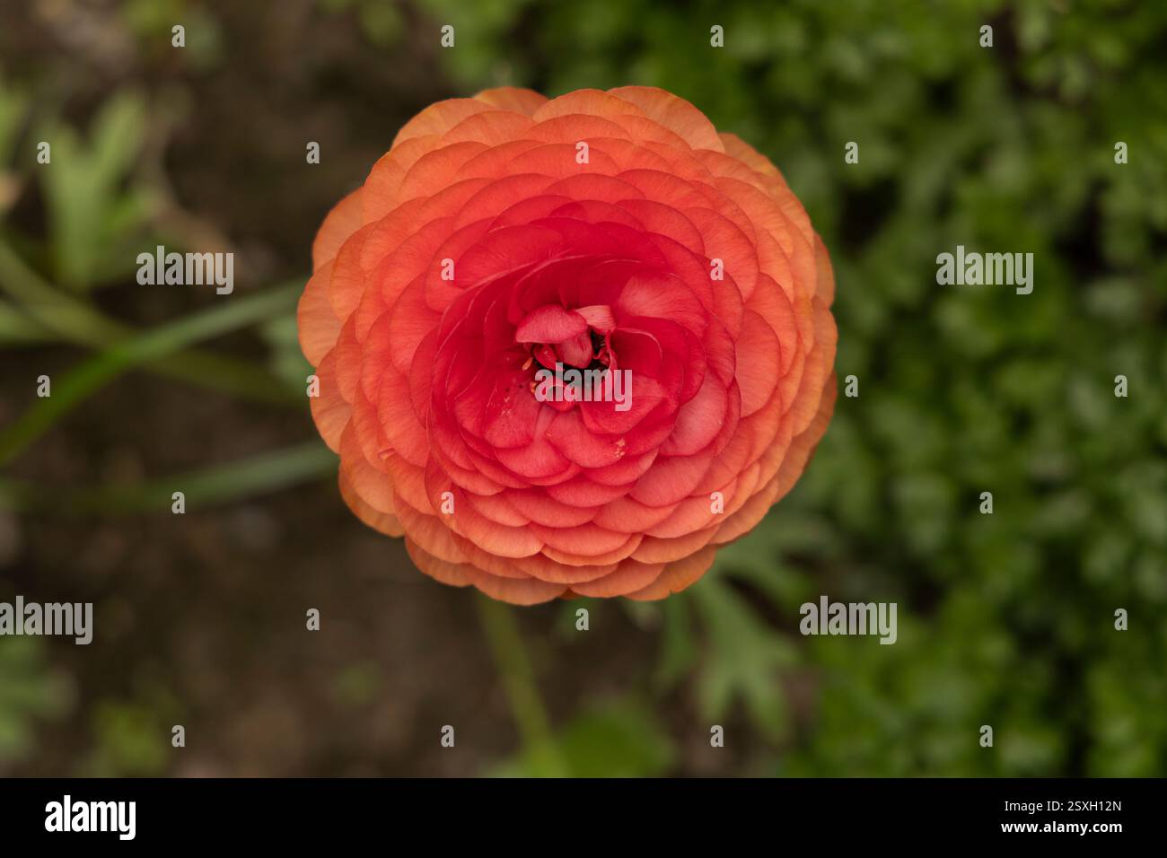 Yellow orange ranunculus flower close-up, top view, garden flowers ...