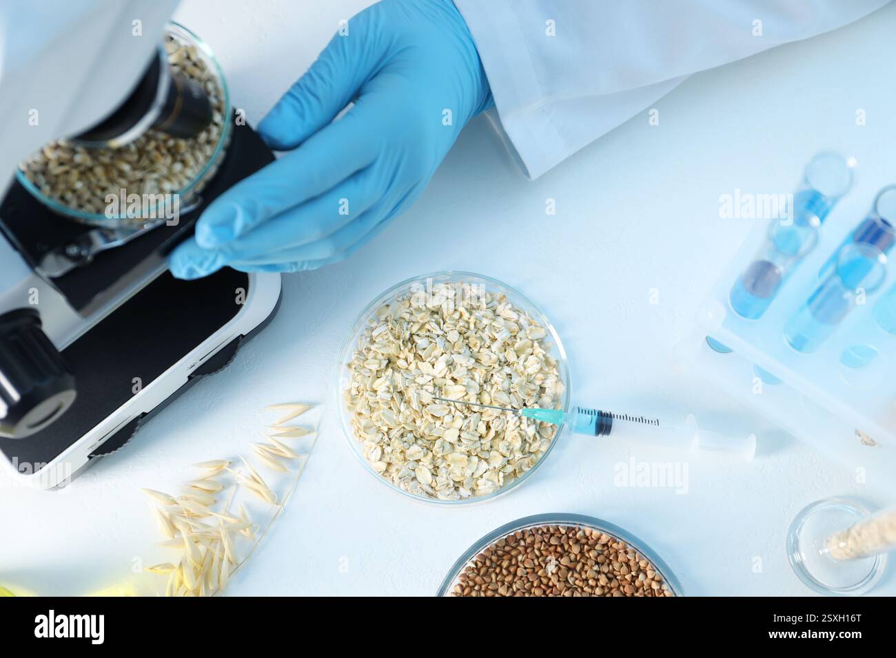 GMO concept. Scientist examining wheat grains under microscope in ...