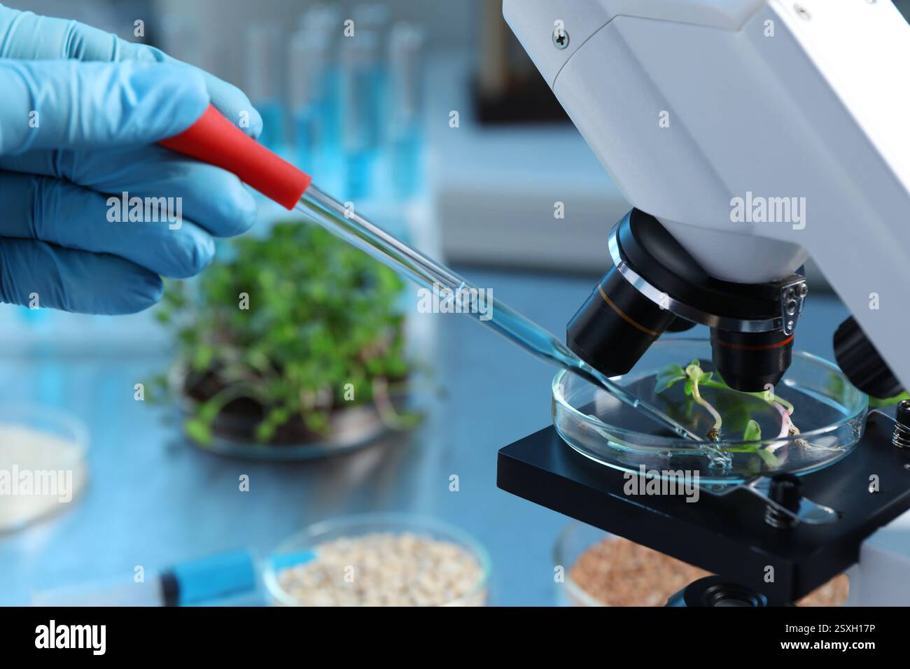 GMO concept. Scientist injecting liquid into microgreens at table ...