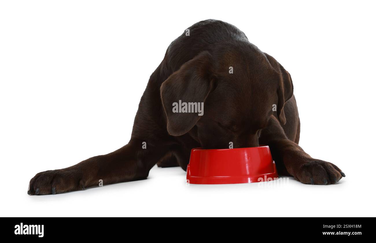 Cute dog eating dry pet food from feeding bowl on white background ...