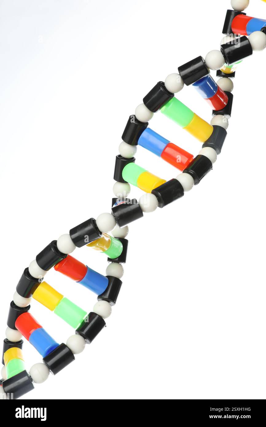 Colorful DNA structure model on white background Stock Photo - Alamy