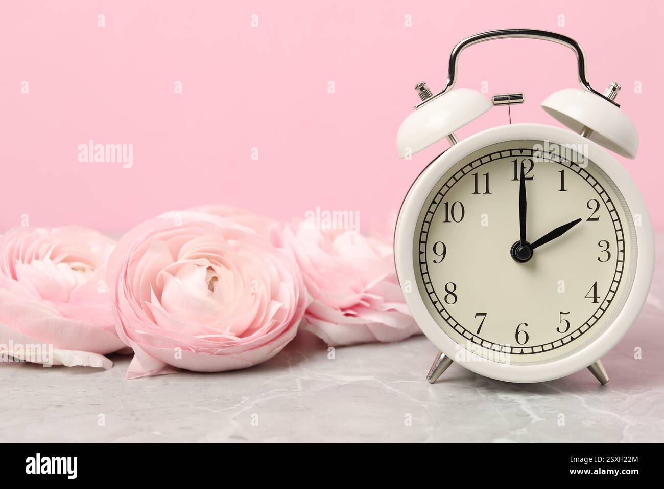 Spring time. Alarm clock and beautiful ranunculus flowers on grey ...