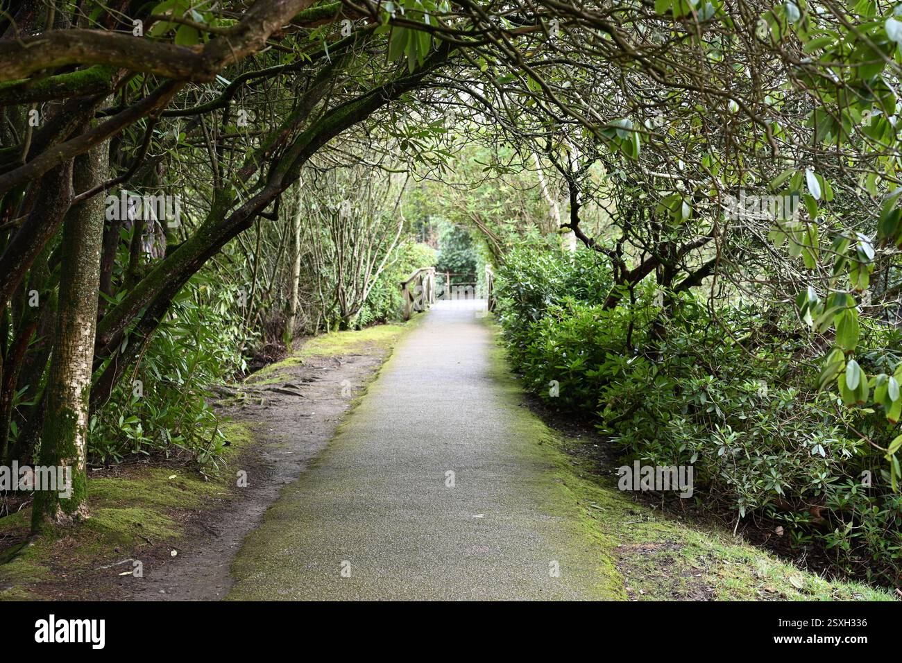 Pathway with trees froming a natural arch hi-res stock photography and ...