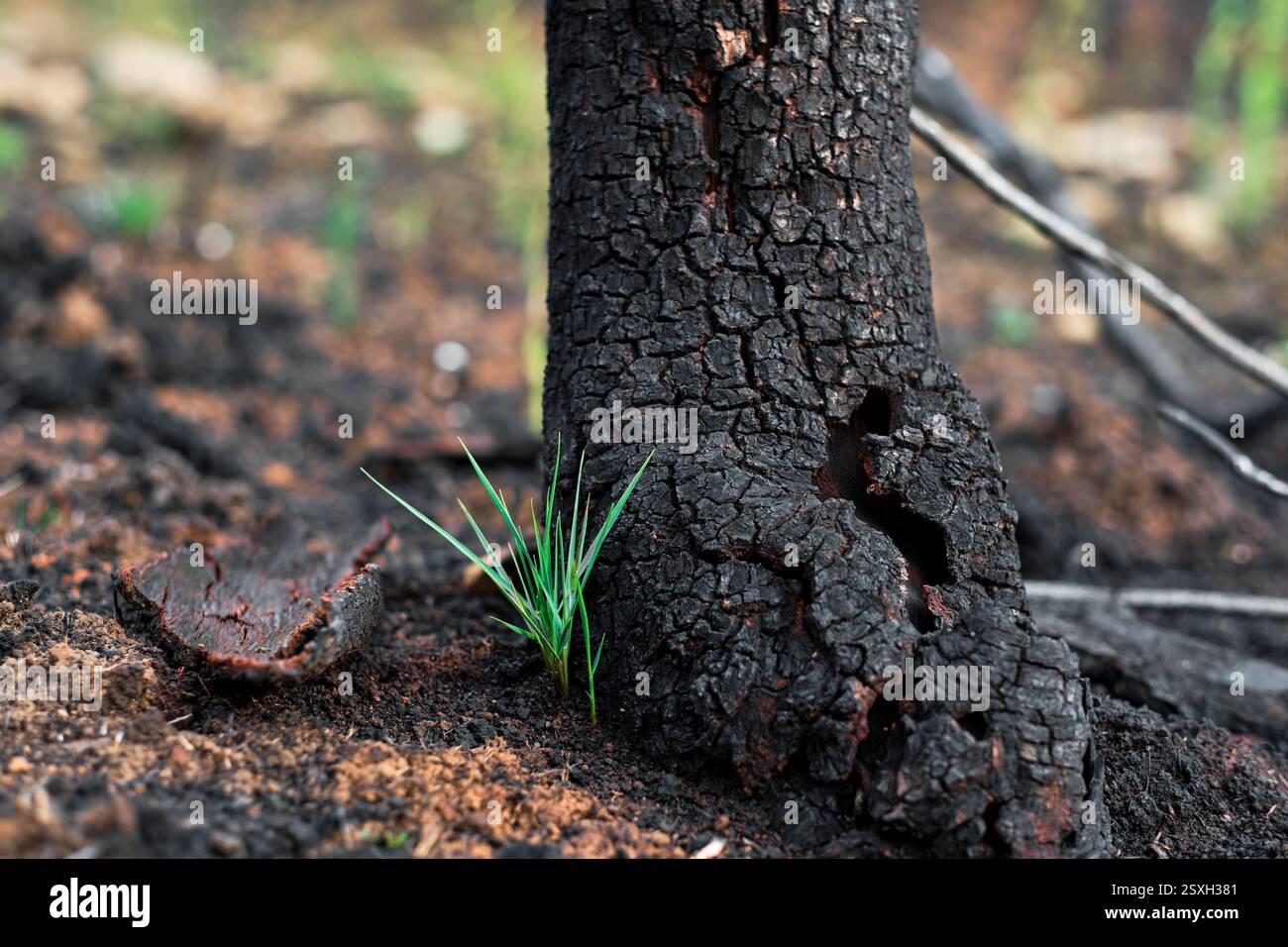 New plant growing near burnt tree after wildfire in forest Stock Photo ...