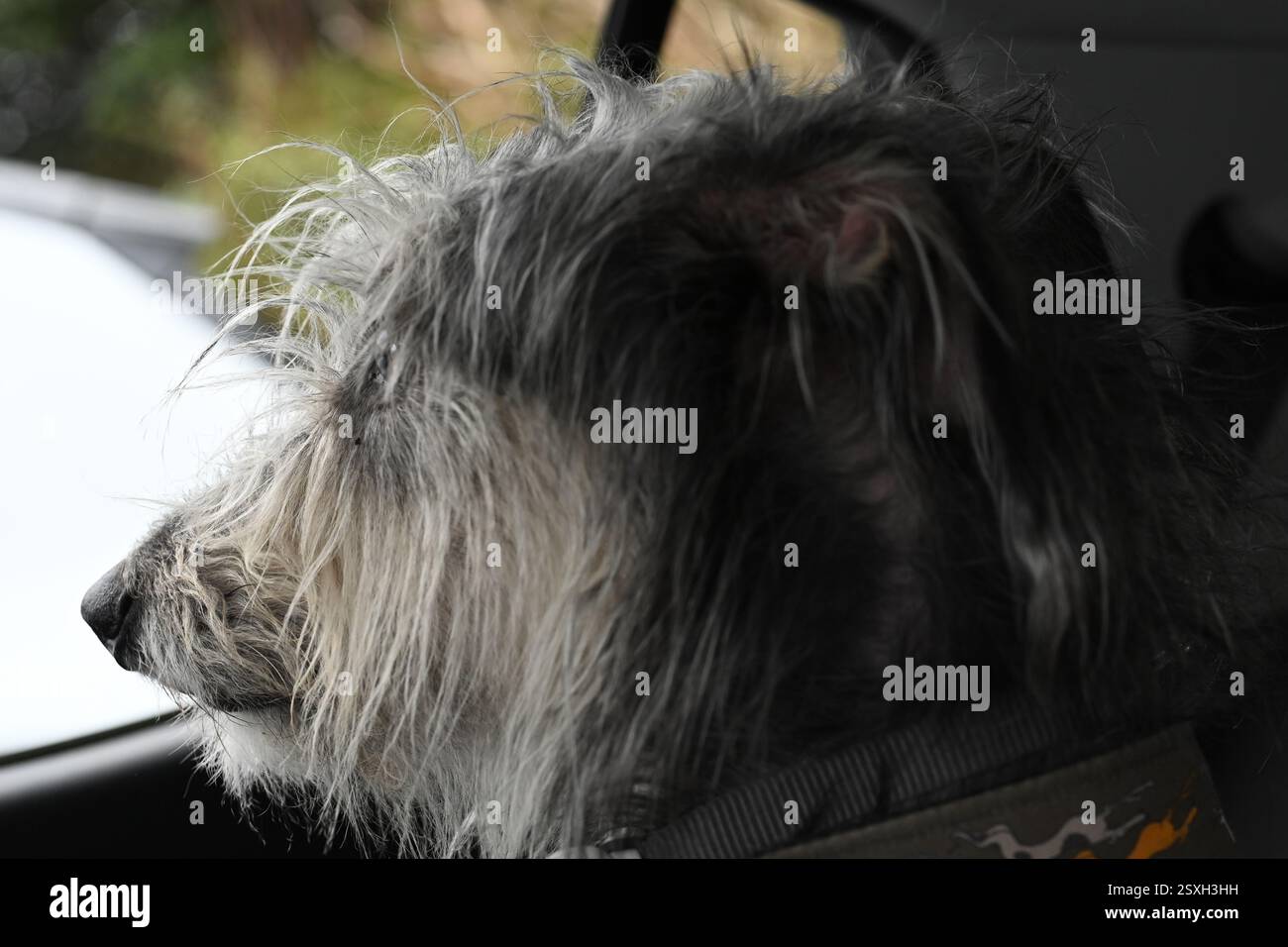 beautiful cute black and grey haired long haired lurcher looking ...