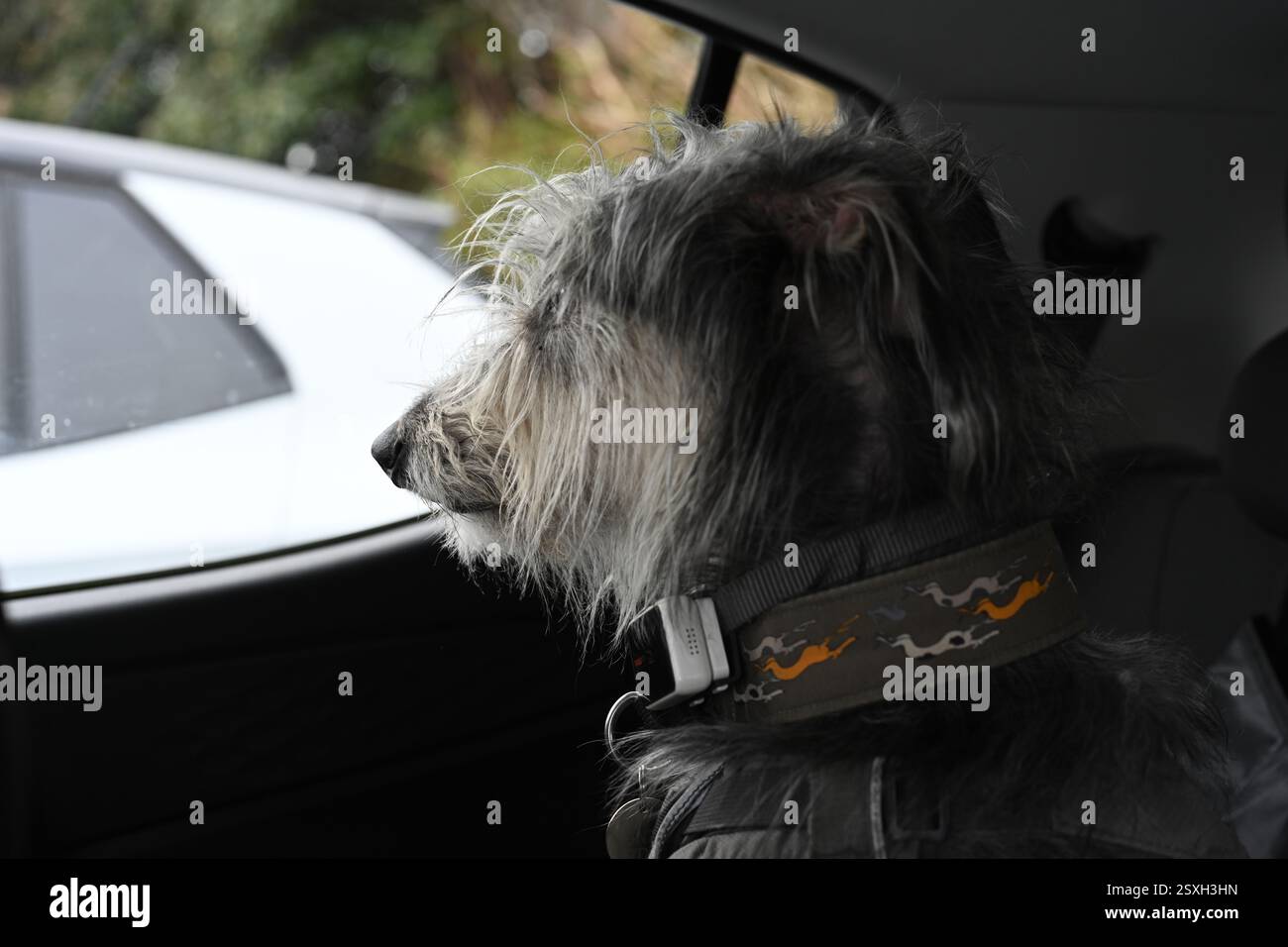 beautiful cute black and grey haired long haired lurcher looking ...