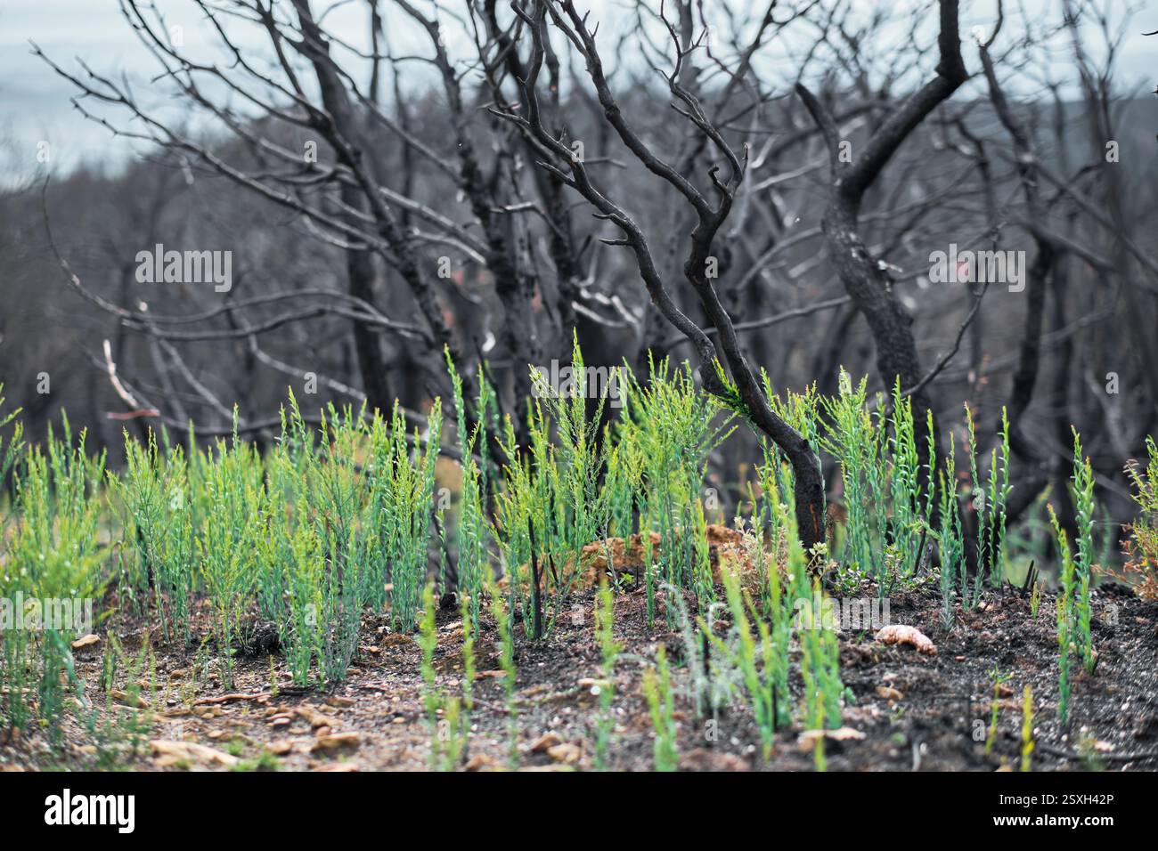 New green plants growing in burned forest showing hope and rebirth ...