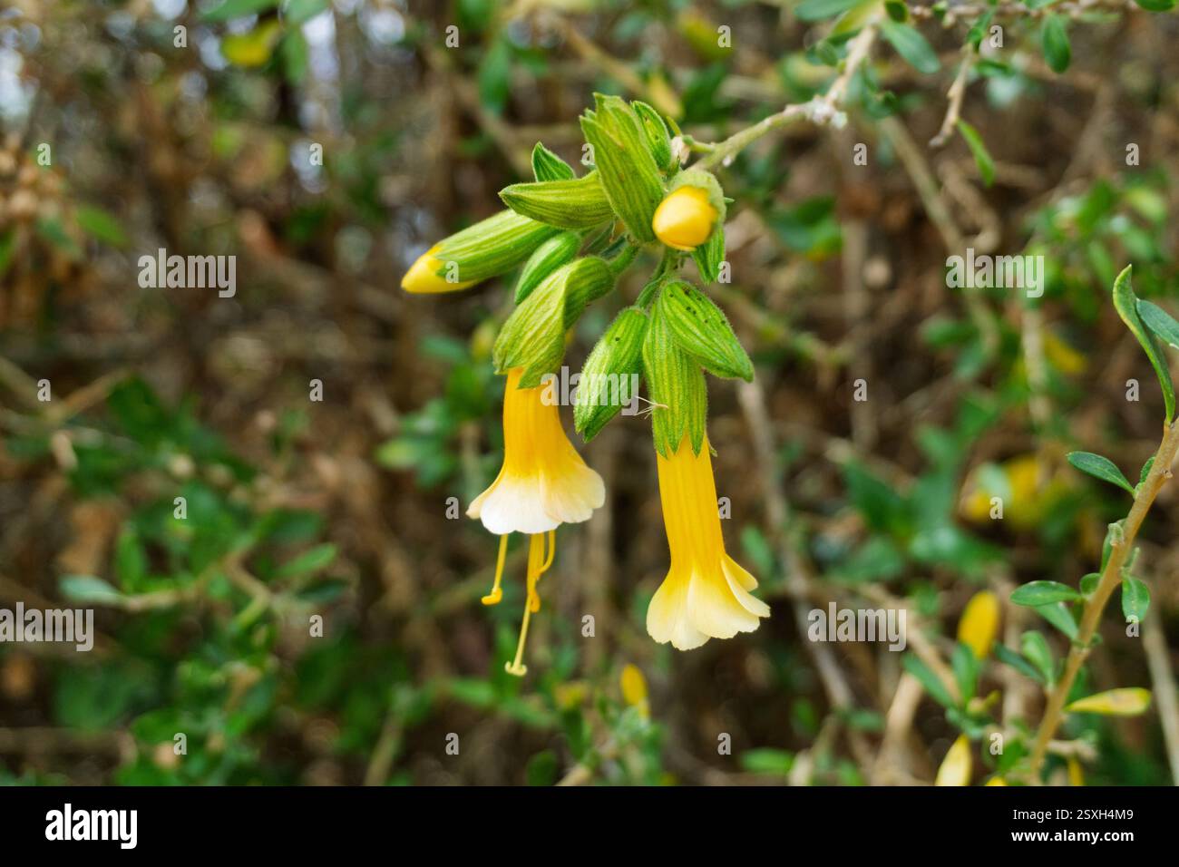 Stunning Cantua pyrifolia – Sacred Flower of the Incas on Isla del Sol ...
