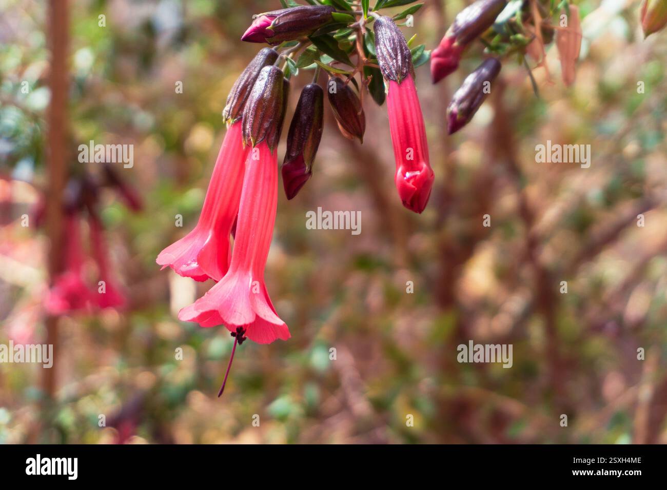 Sacred Flower of the Incas Cantua buxifolia Blooming on Isla del Sol in ...