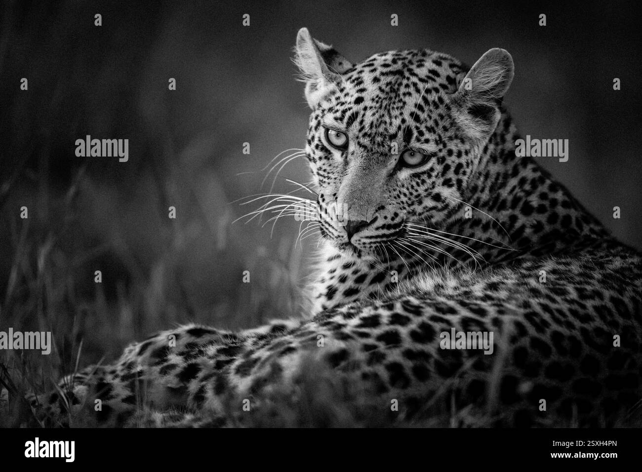 South Africa, Sabi Sand, Leopard (Panthera pardus Stock Photo - Alamy