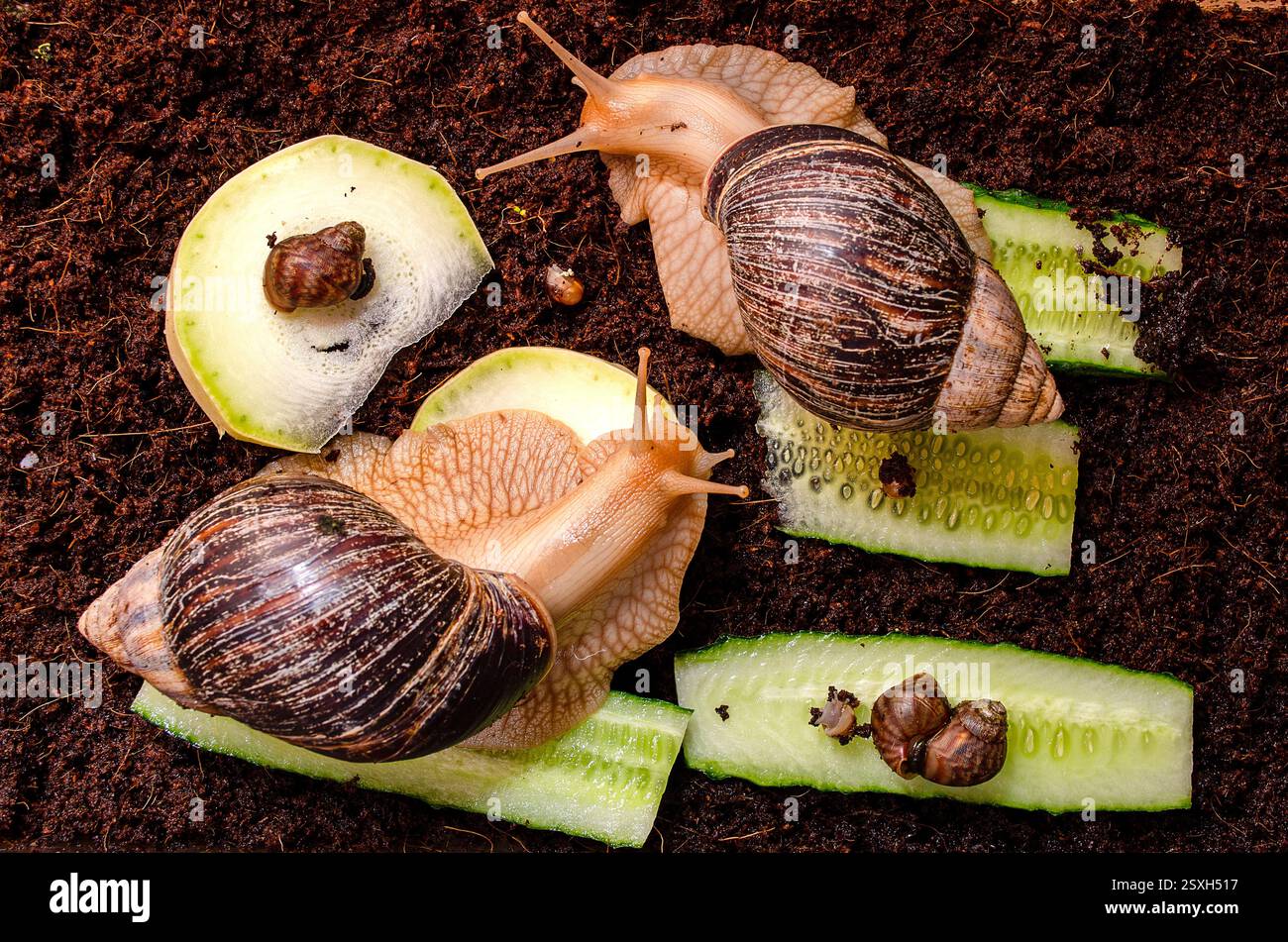 African achatina snail eats hi-res stock photography and images - Alamy