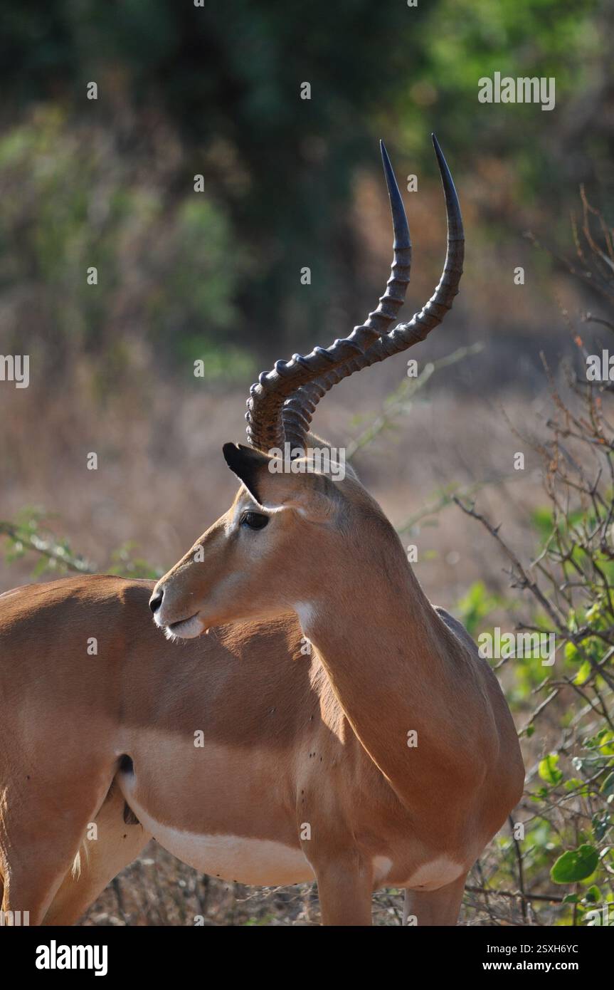 Profile of a male Impala in Tsavo East National Park, Kenya looking out ...