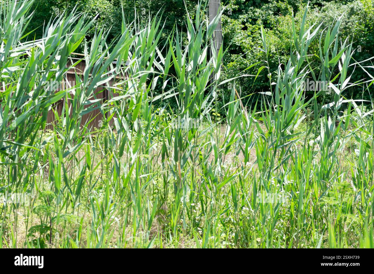 Reed bed with reeds swaying Stock Photo - Alamy