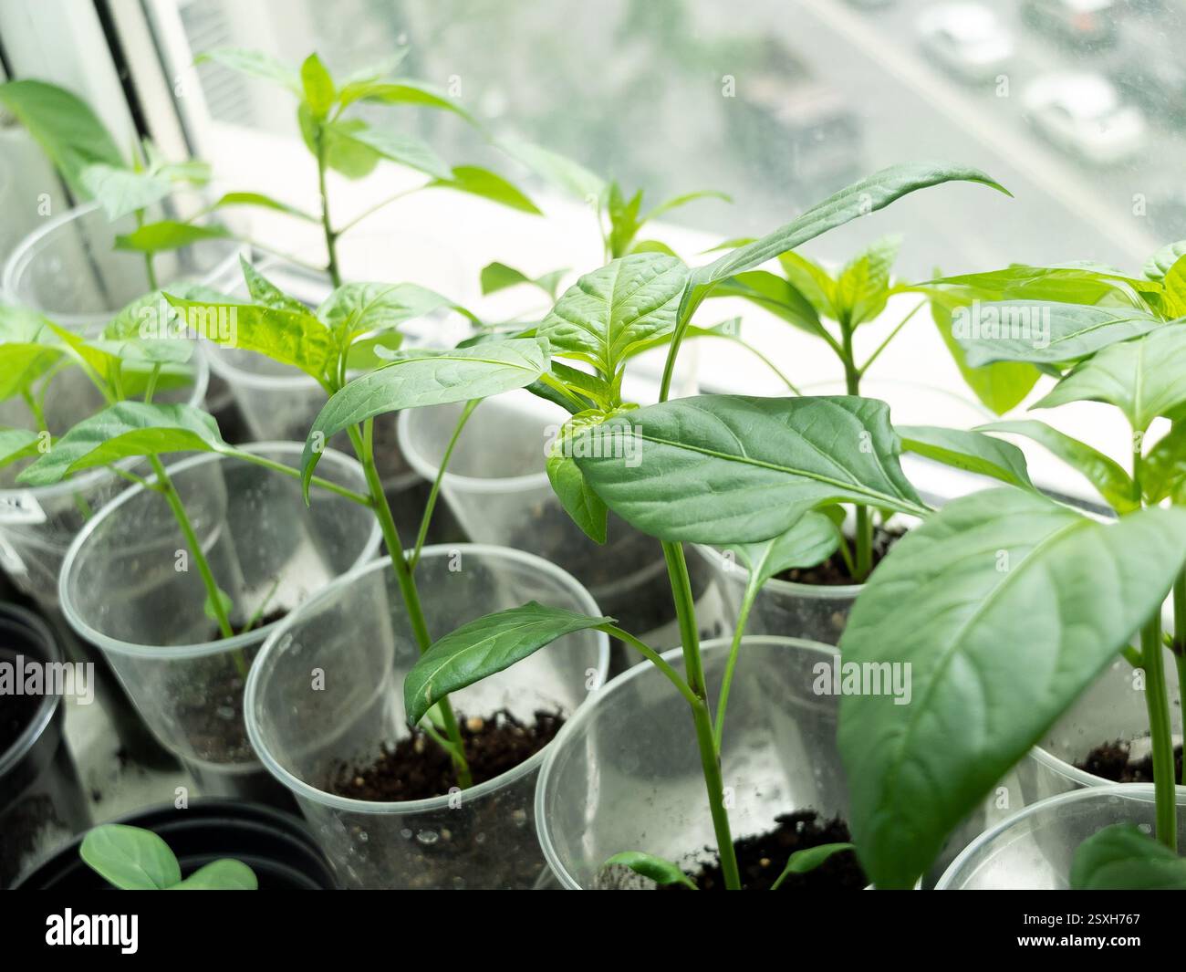Paprika plants in pots on window sill,Indoor gardening and seedling ...