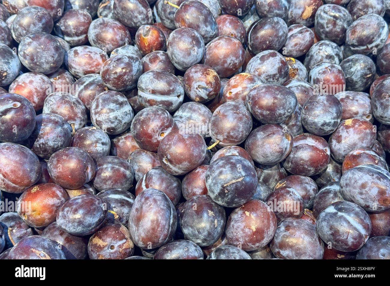 fresh, ripe plums with deep purple and reddish hues displayed in a ...