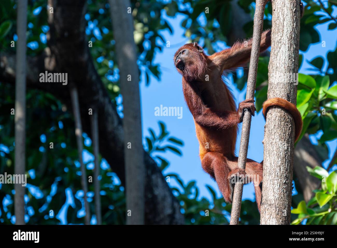 Adult red howler monkey alouatta seniculus hi-res stock photography and ...