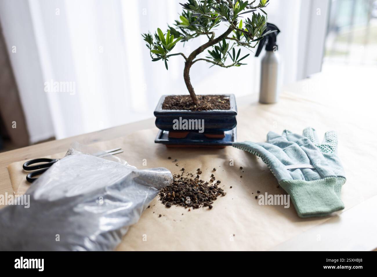 podocarpus bonsai tree, houseplant care, bonsai fertilizer, bonsai tree and work tools and ...